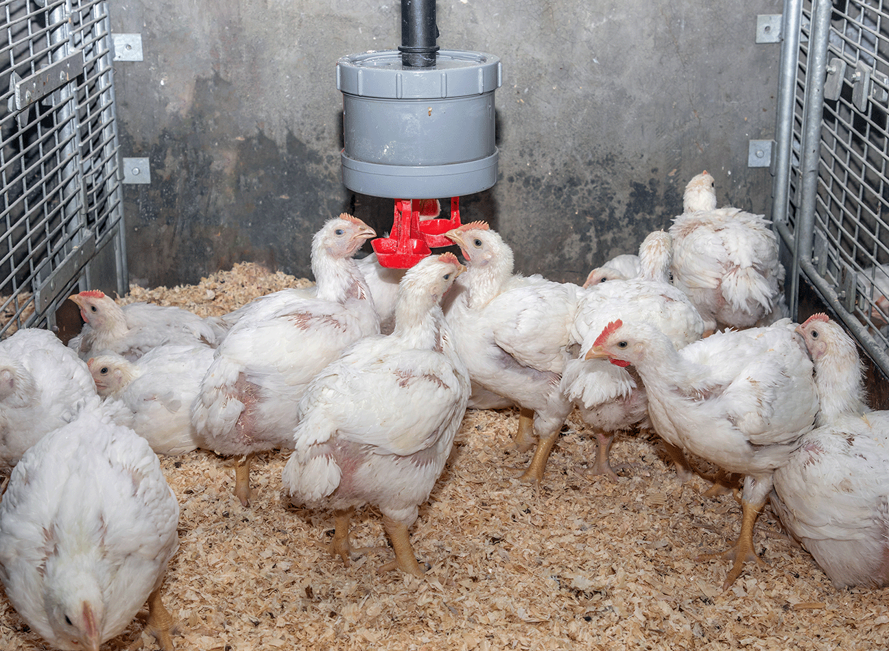 MONITORING WATER INTAKE IN BROILERS - Schothorst Feed Research